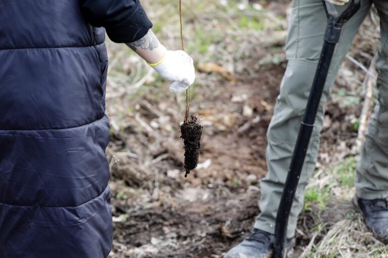 Continuing the Tradition: Annual Oak Tree Planting - Ecowood